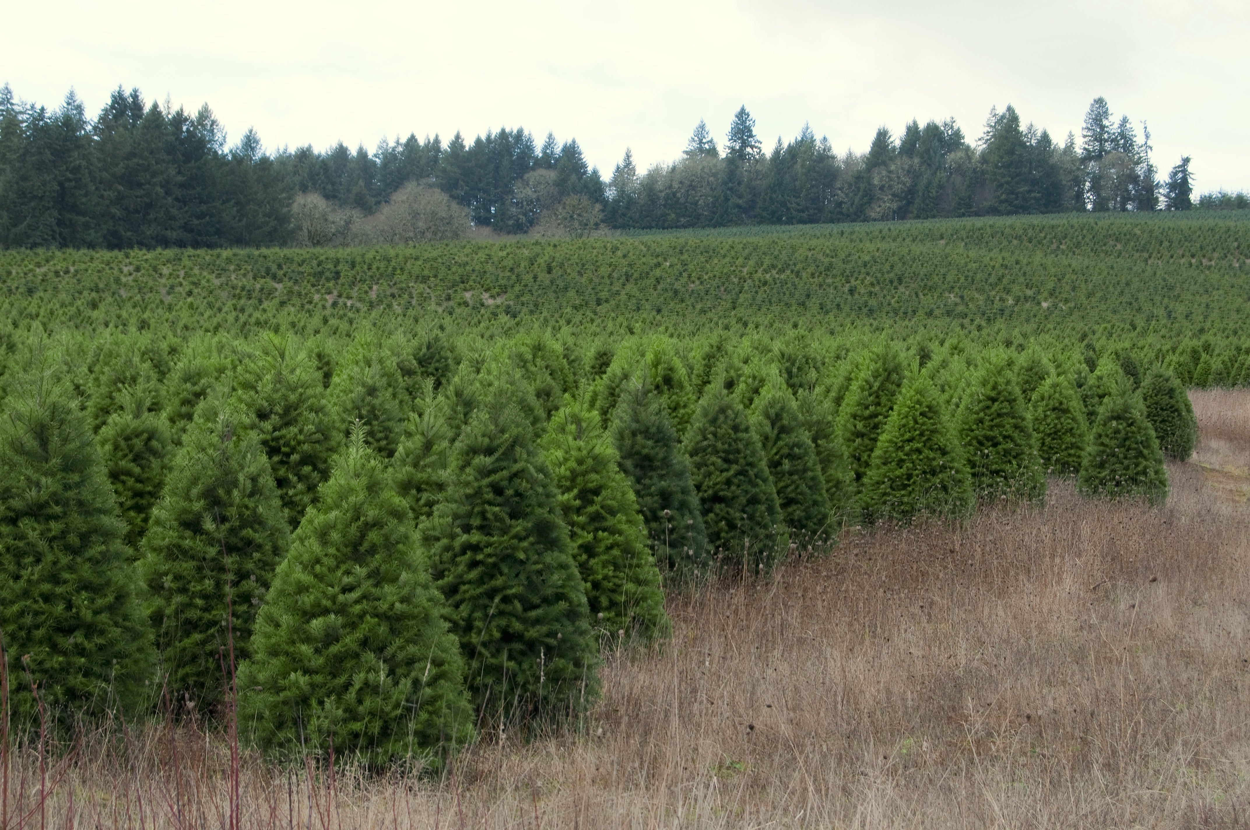 Balsam, Fraser & Noble Fir Christmas Trees | JollyTree