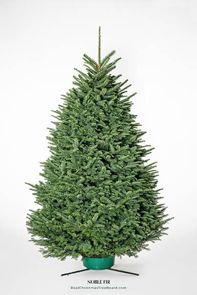 Fresh Noble Fir Christmas Trees | Free Home Delivery